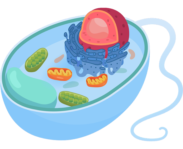 Characteristics of living organisms - Young Genius Academy