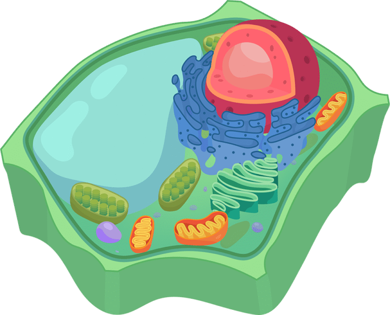 Characteristics of living organisms - Young Genius Academy