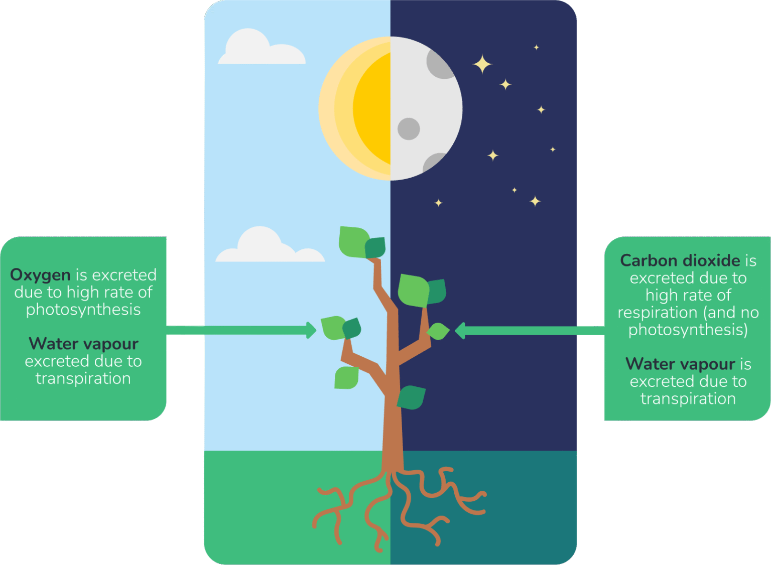 Characteristics of living organisms - Young Genius Academy