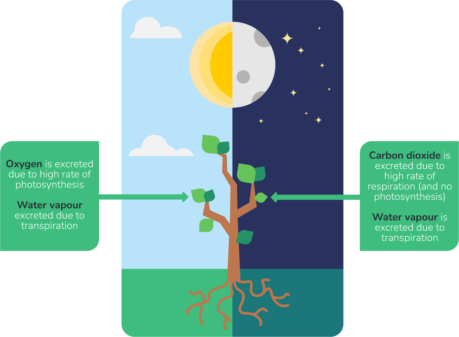 Characteristics of living organisms - Young Genius Academy