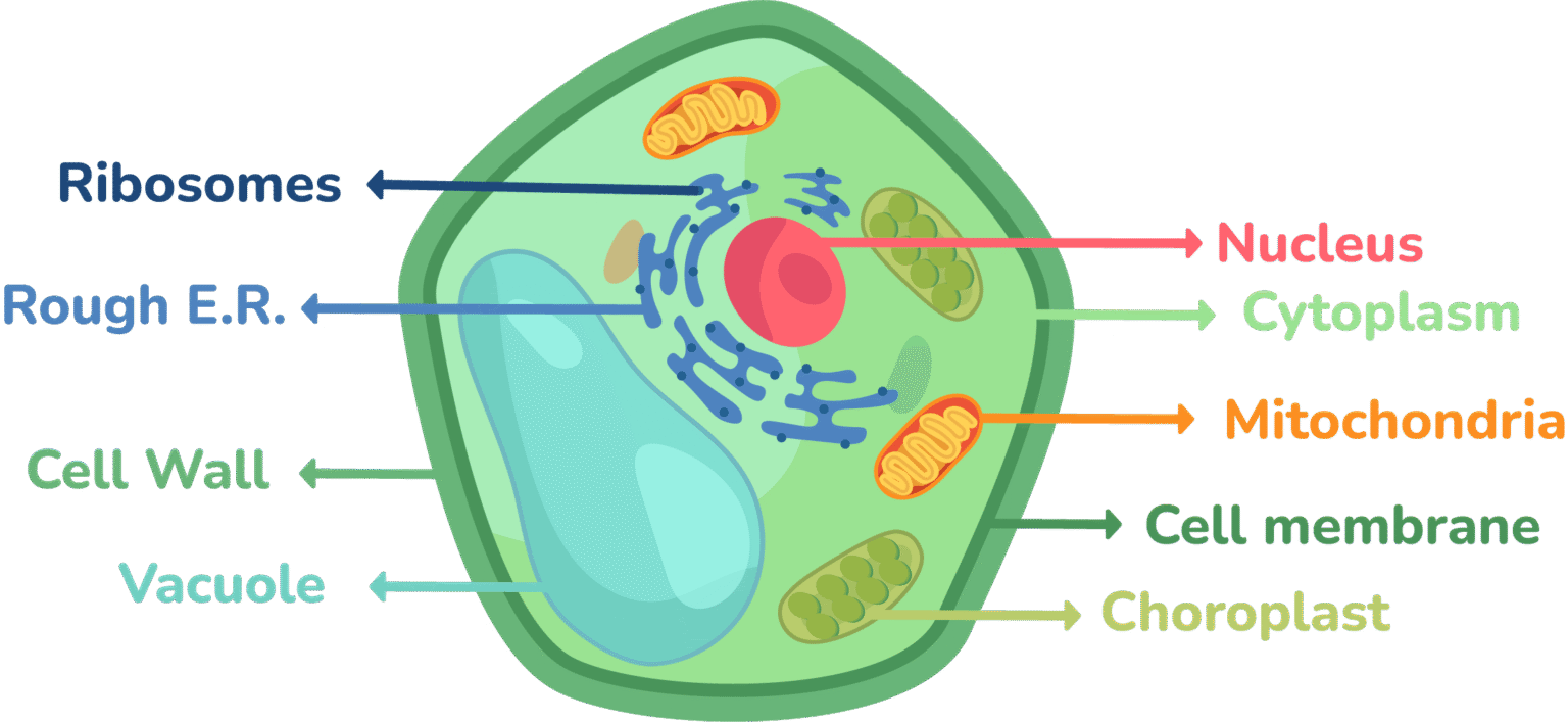 Characteristics of living organisms - Young Genius Academy