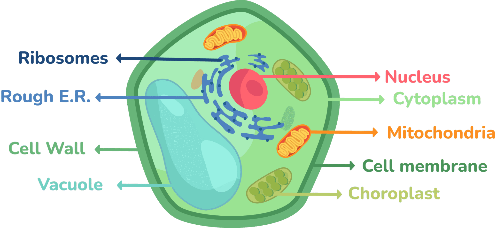Characteristics of living organisms - Young Genius Academy
