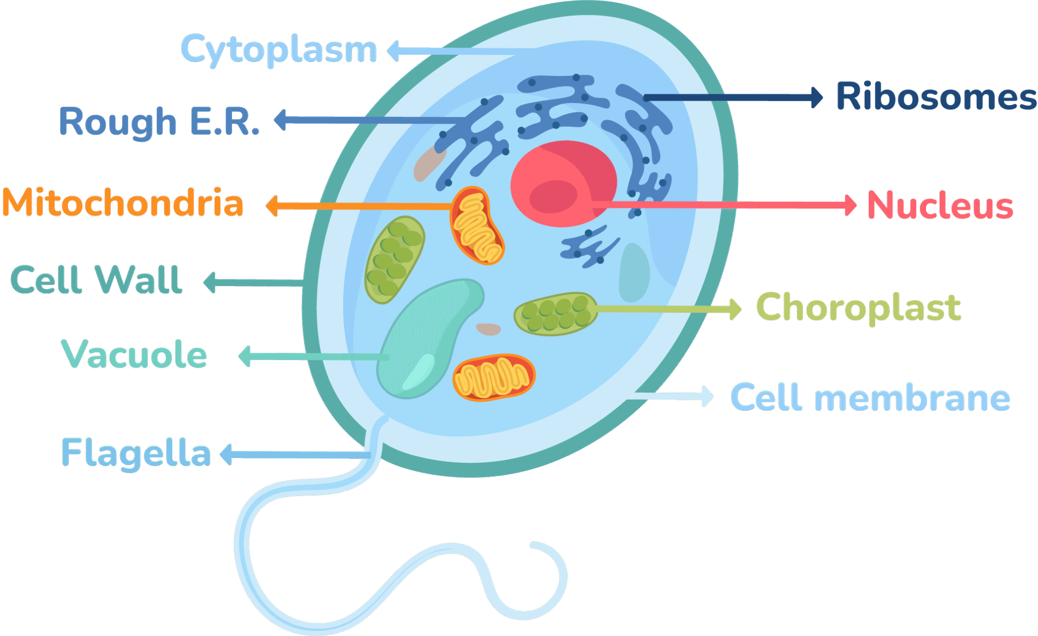 Characteristics of living organisms - Young Genius Academy
