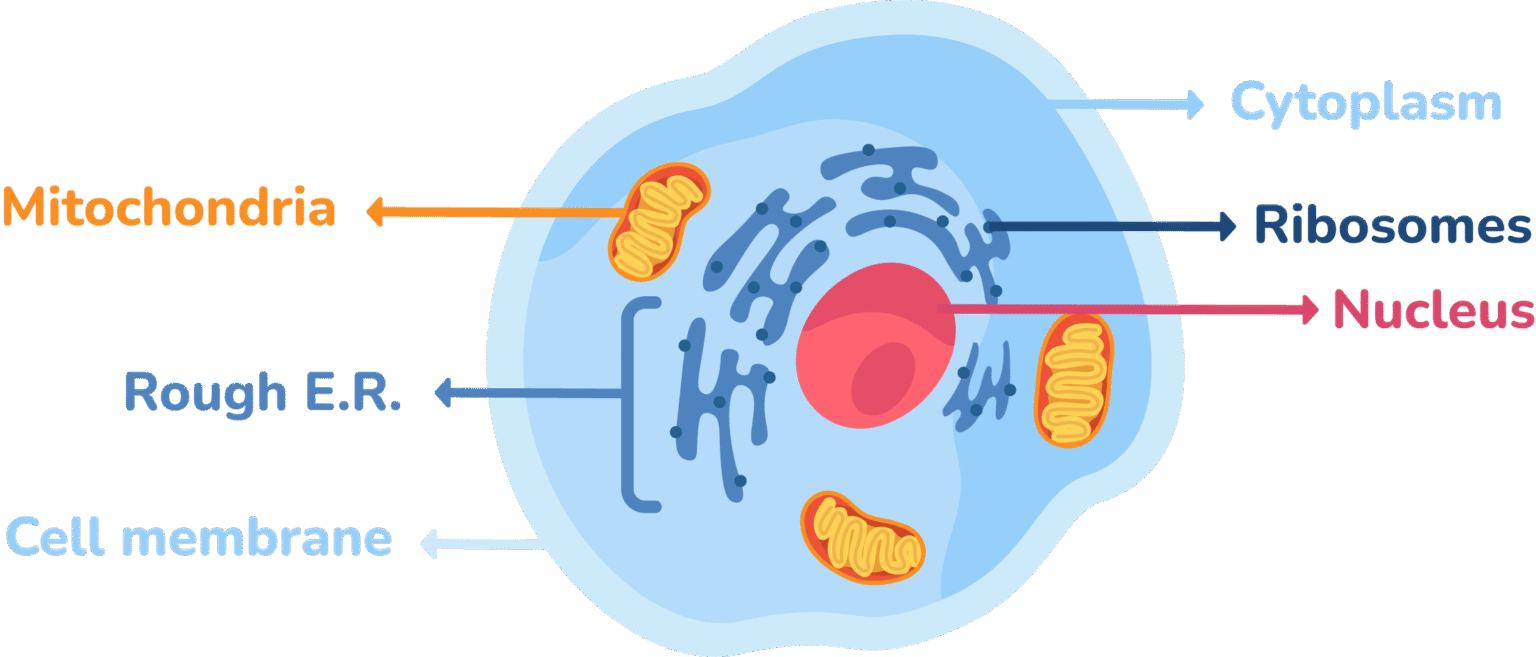 Characteristics of living organisms - Young Genius Academy