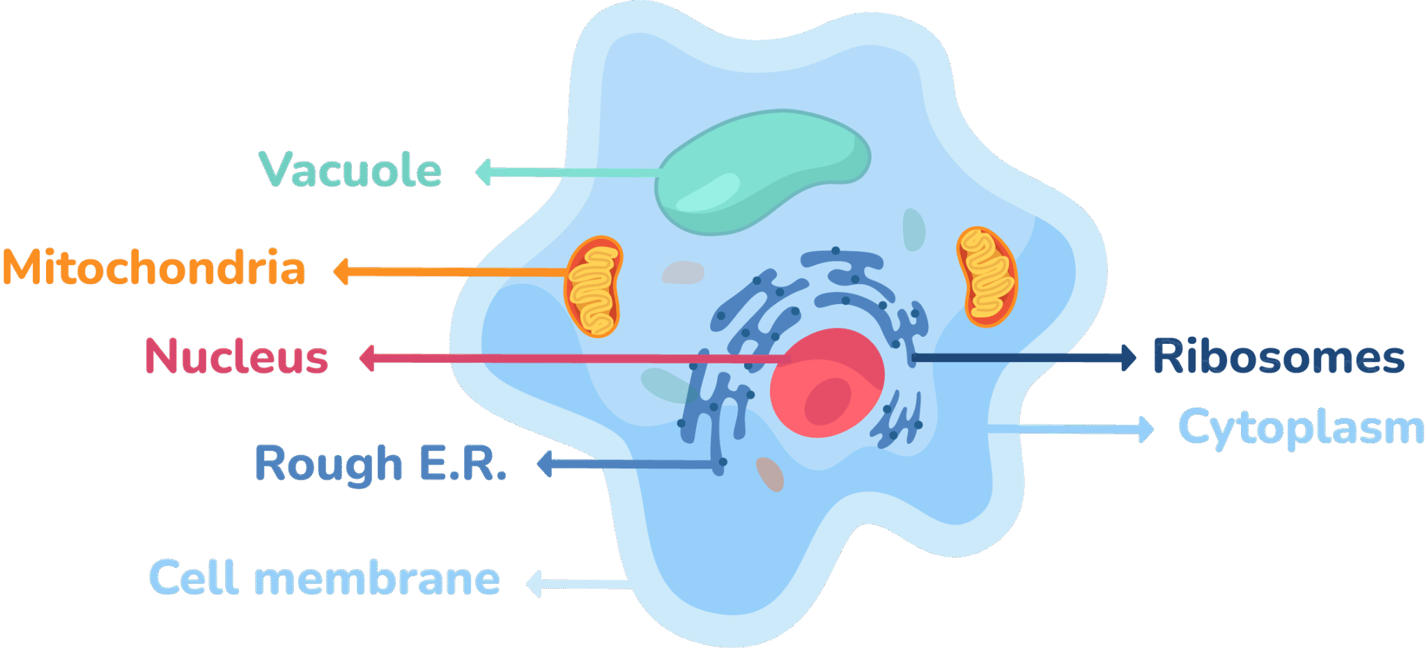 Characteristics of living organisms - Young Genius Academy