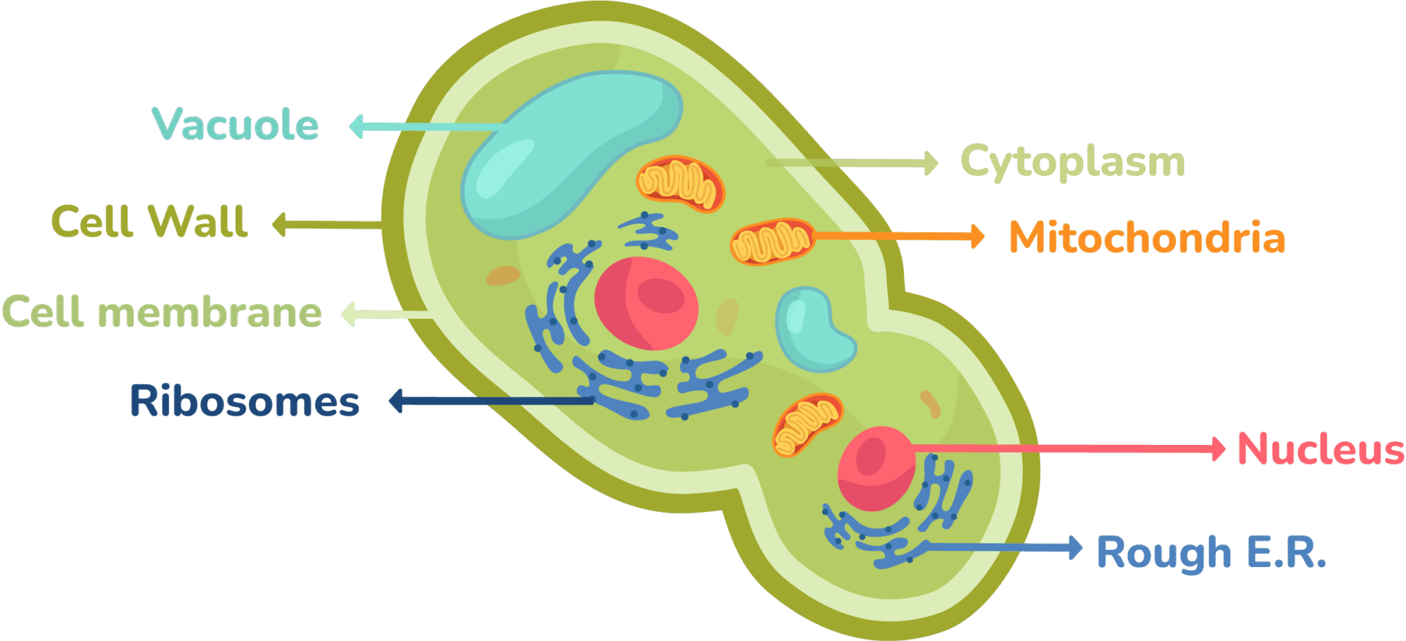 Characteristics of living organisms - Young Genius Academy