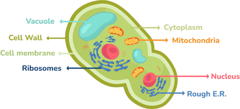 Characteristics of living organisms - Young Genius Academy