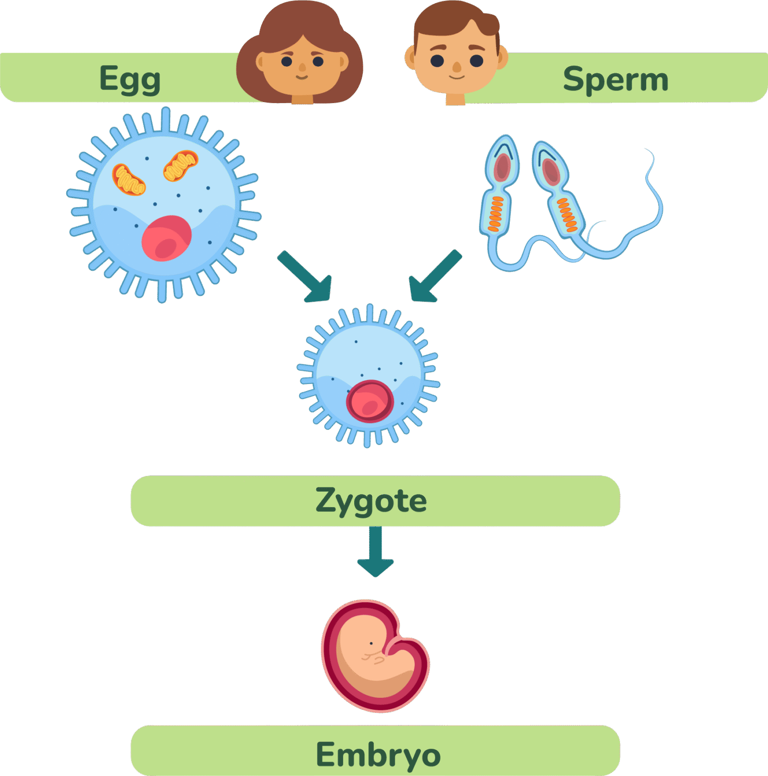 Characteristics of living organisms - Young Genius Academy