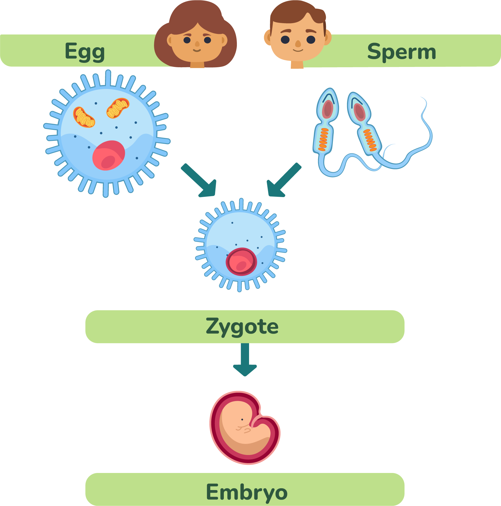 Characteristics of living organisms - Young Genius Academy