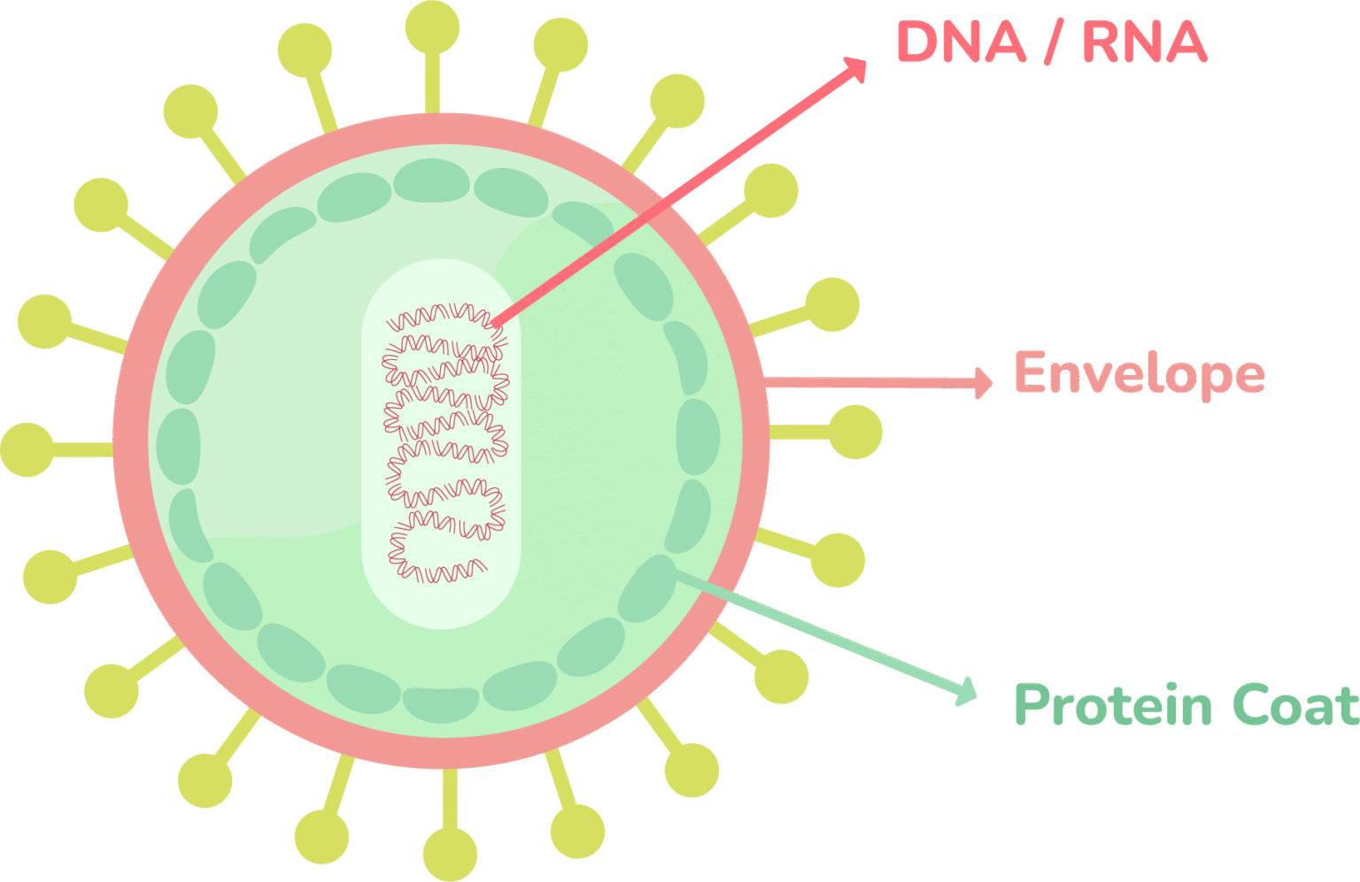 Characteristics of living organisms - Young Genius Academy