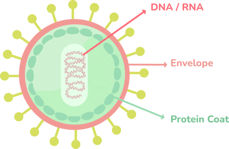 Characteristics of living organisms - Young Genius Academy