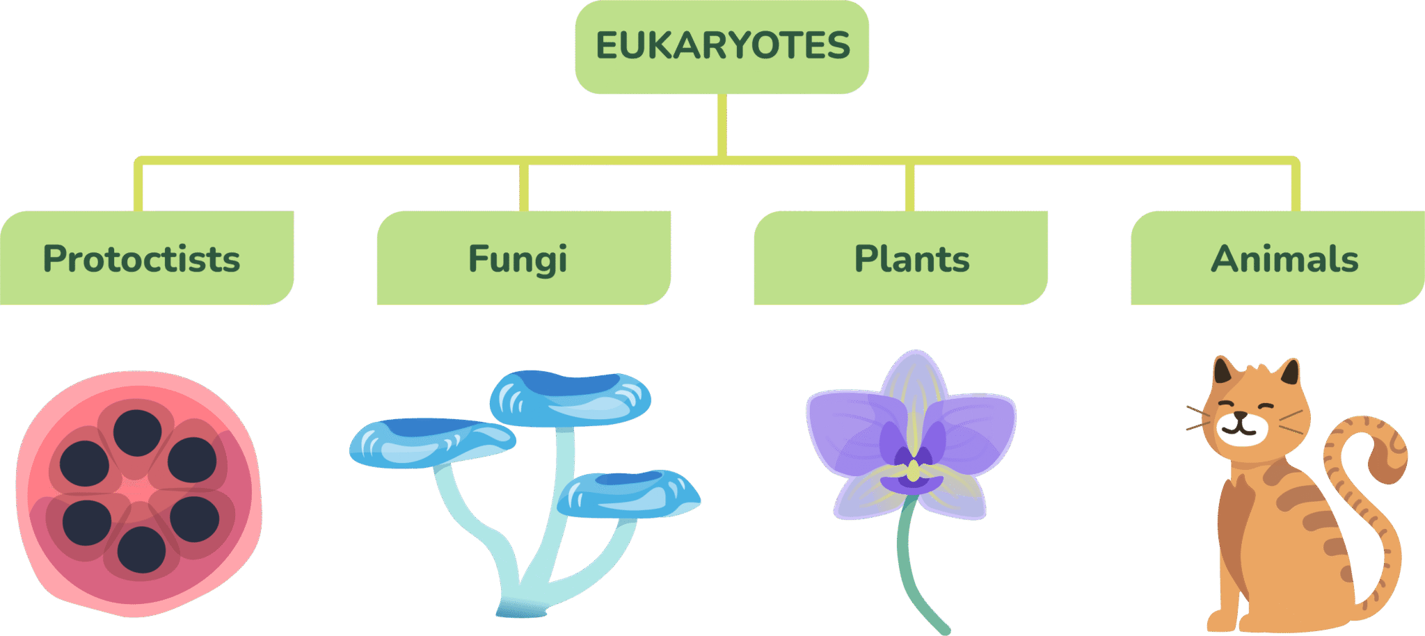 Characteristics of living organisms - Young Genius Academy