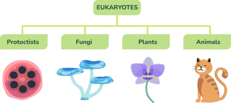 Characteristics of living organisms - Young Genius Academy