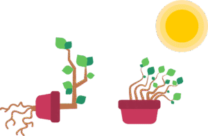 Characteristics of living organisms - Young Genius Academy